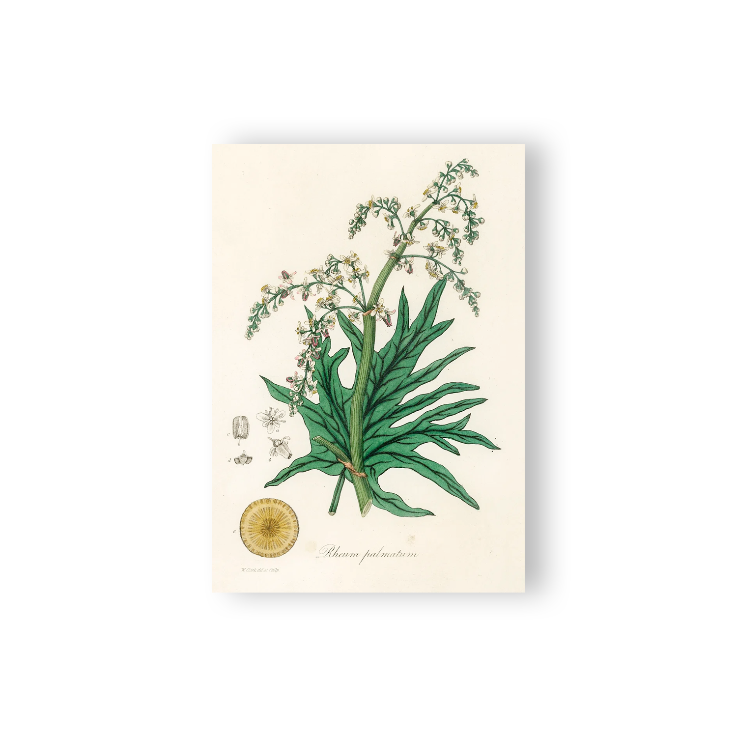 Ingredients of Japanese Incense - Roots — Maison Koh
